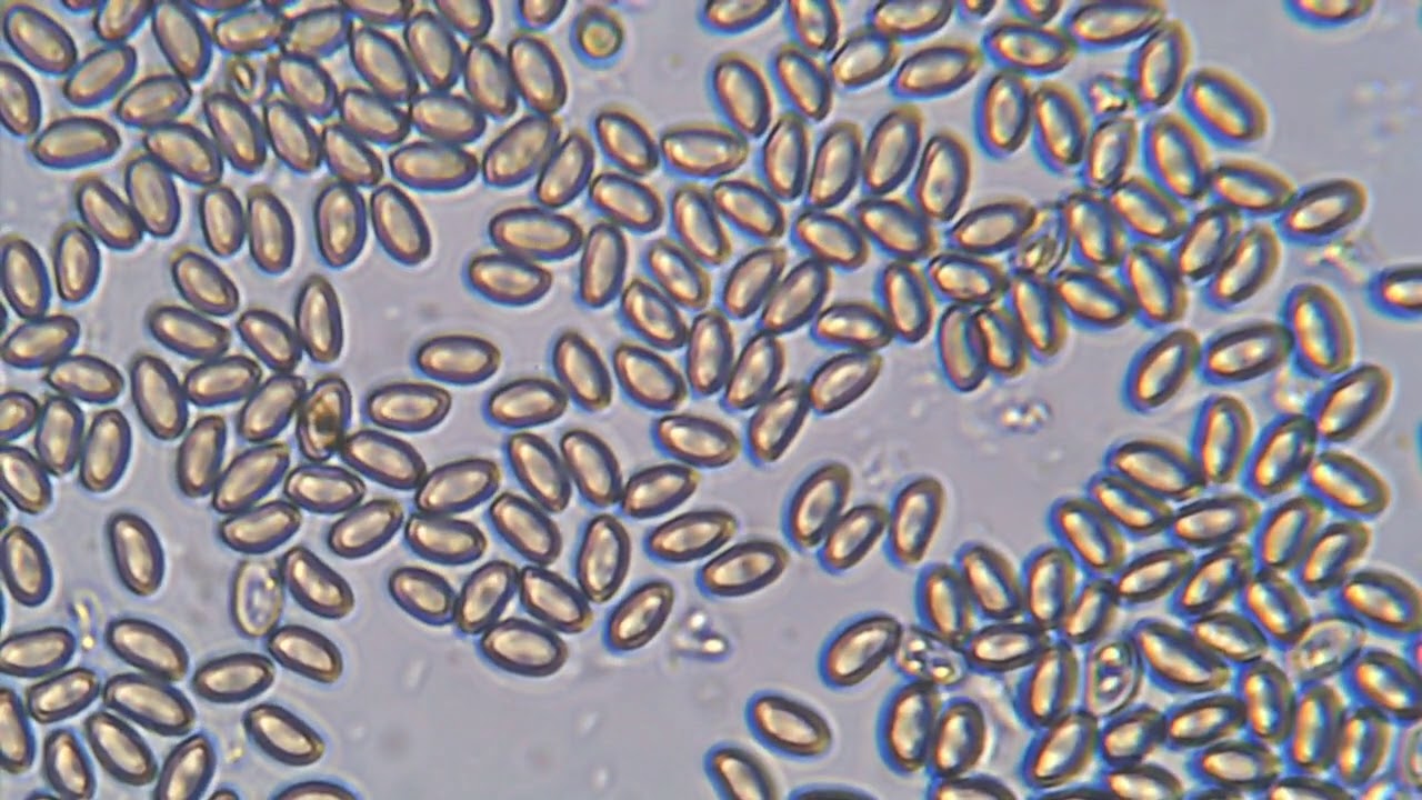 Agrocybe Praecox spores - YouTube