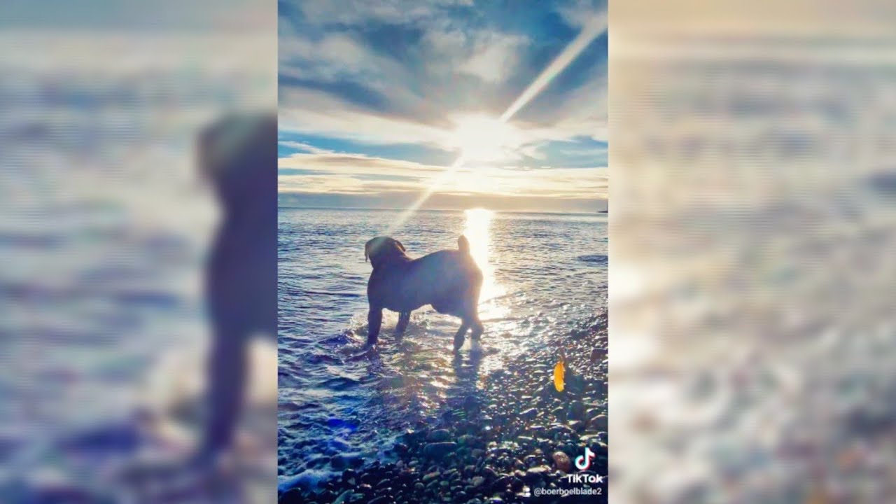 boerboel blade & aria 505 - YouTube