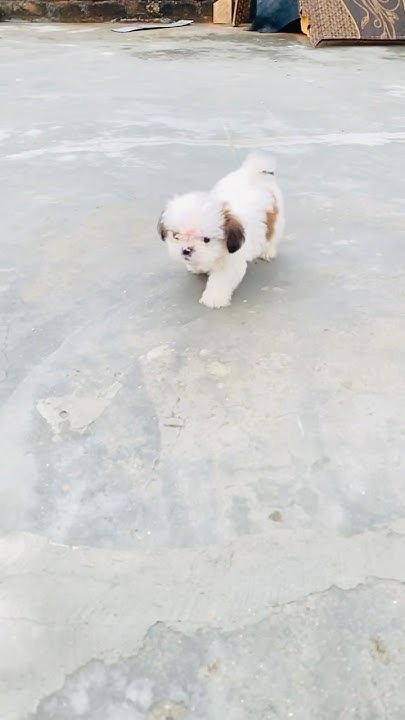 Shihtzu slowmo 😍😍#shorts #viralvideo #youtubeshorts #dog #puppy #pets #shihtzu #cute #cutedog ...
