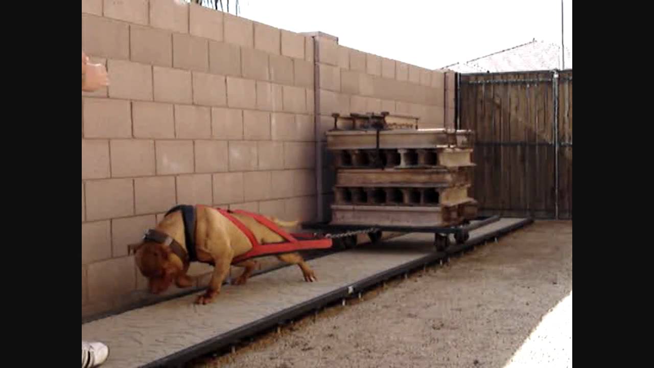 American Bullies Corey's Chevy Red Dog Bolo.wmv - YouTube