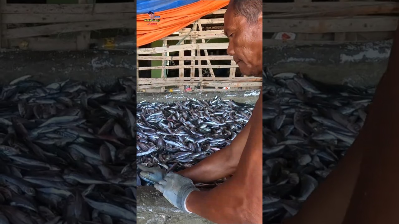 From Fresh to Dried: The Fish Drying Process in Coastal Cavite - Fishing