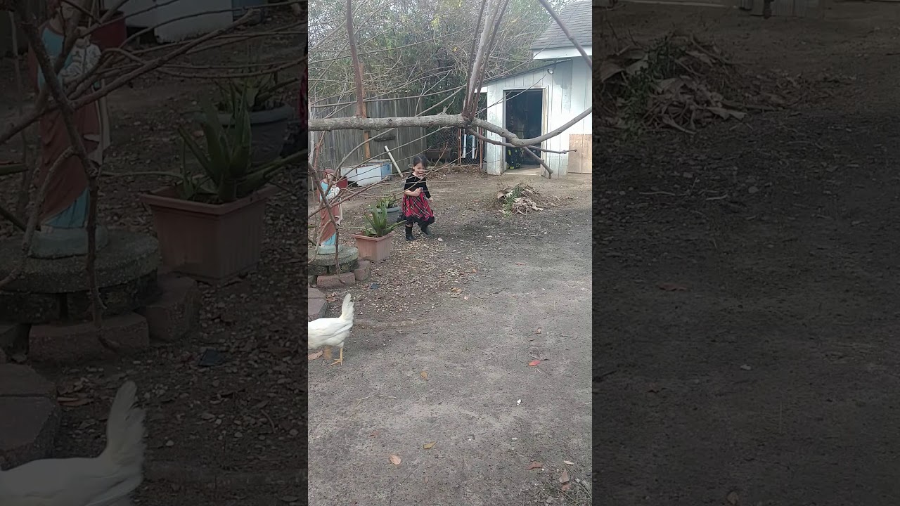 Chasing chickens - YouTube