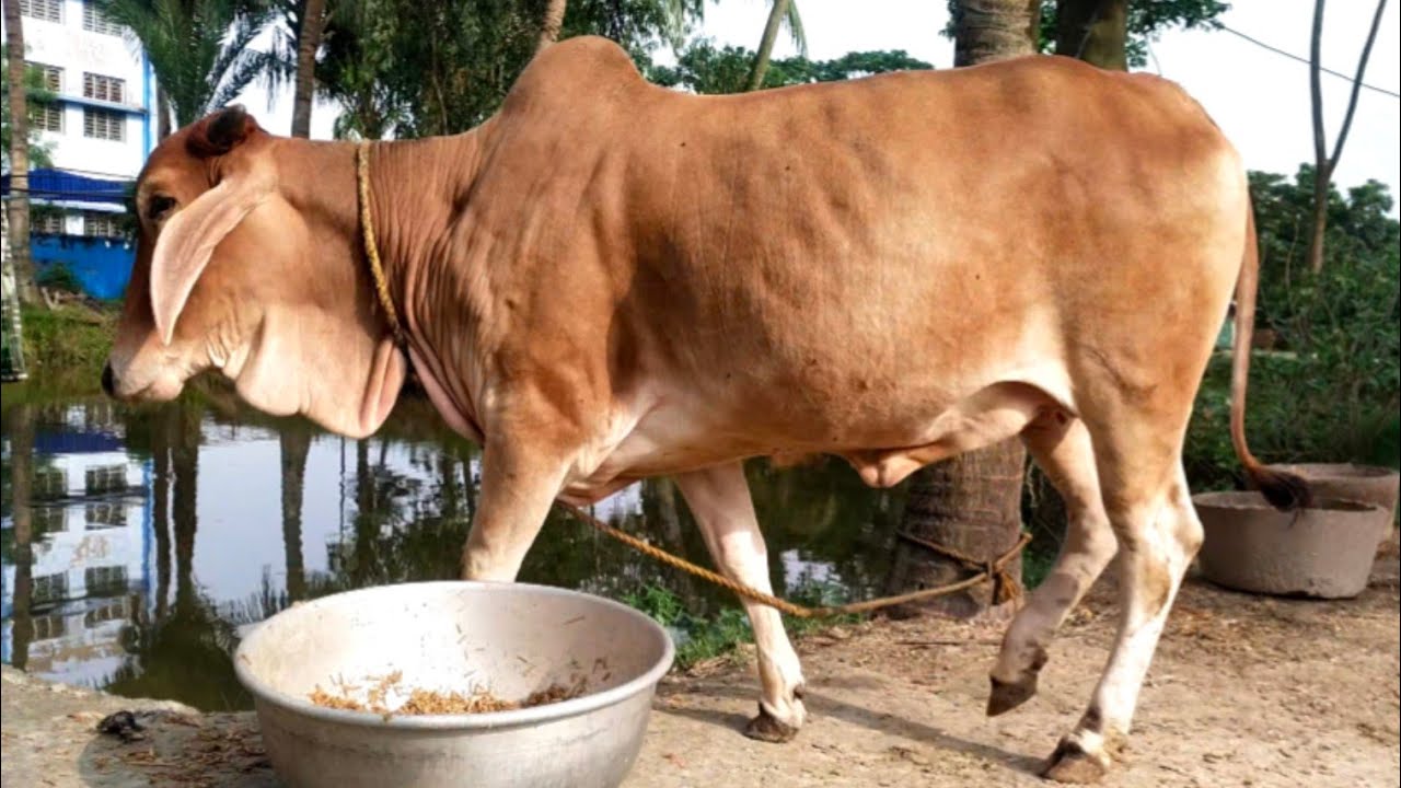 ALHAMDULILLAH My 2021 Qurbani Cow ️ Bachi - Kolkata Cow 2021 - YouTube