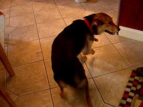 DOG IS SO HAPPY TO SEE ME - THE WHOLE DOG IS WIGGLING. WIGGLES - YouTube