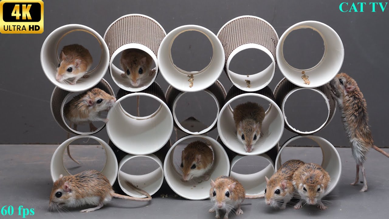 Cat TV Mice Hide and Seek in Combination of Paper Cups | Mice Busy ...