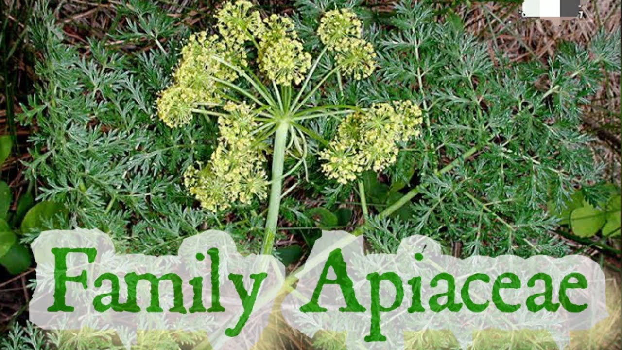 Family Apiaceae | Umbelliferae | Carrot family | Angiosperms @Harum_ki ...
