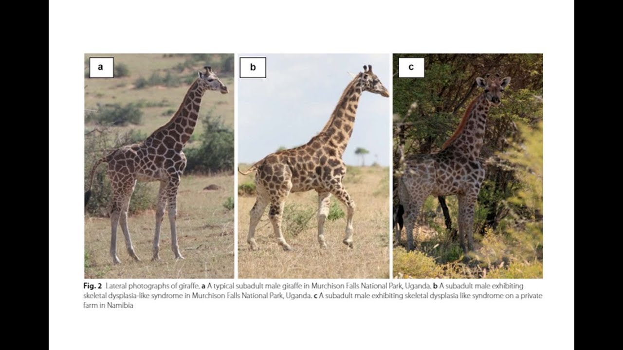 Rare, short giraffes found in Namibia, Uganda - YouTube
