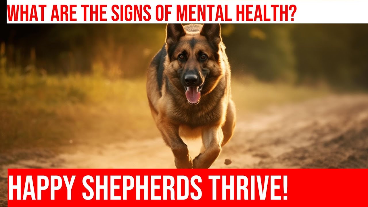 Assessing Your German Shepherd's Mental Health: A Guide - YouTube