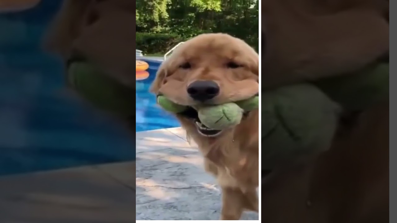 Labrador Puppies Compilation || Cutest Golden Retriever 😁 Funniest ...