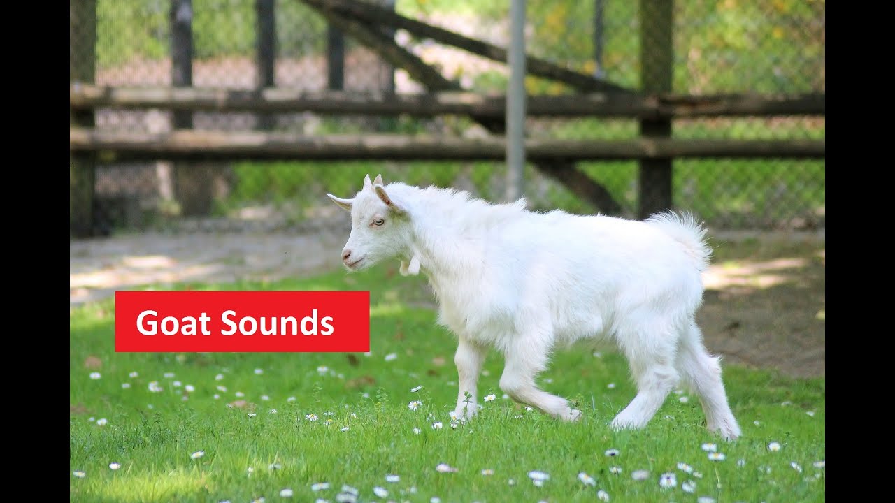 Cute Little Animals - Goat Sounds - Animal Sounds - Animal Sounds Real ...