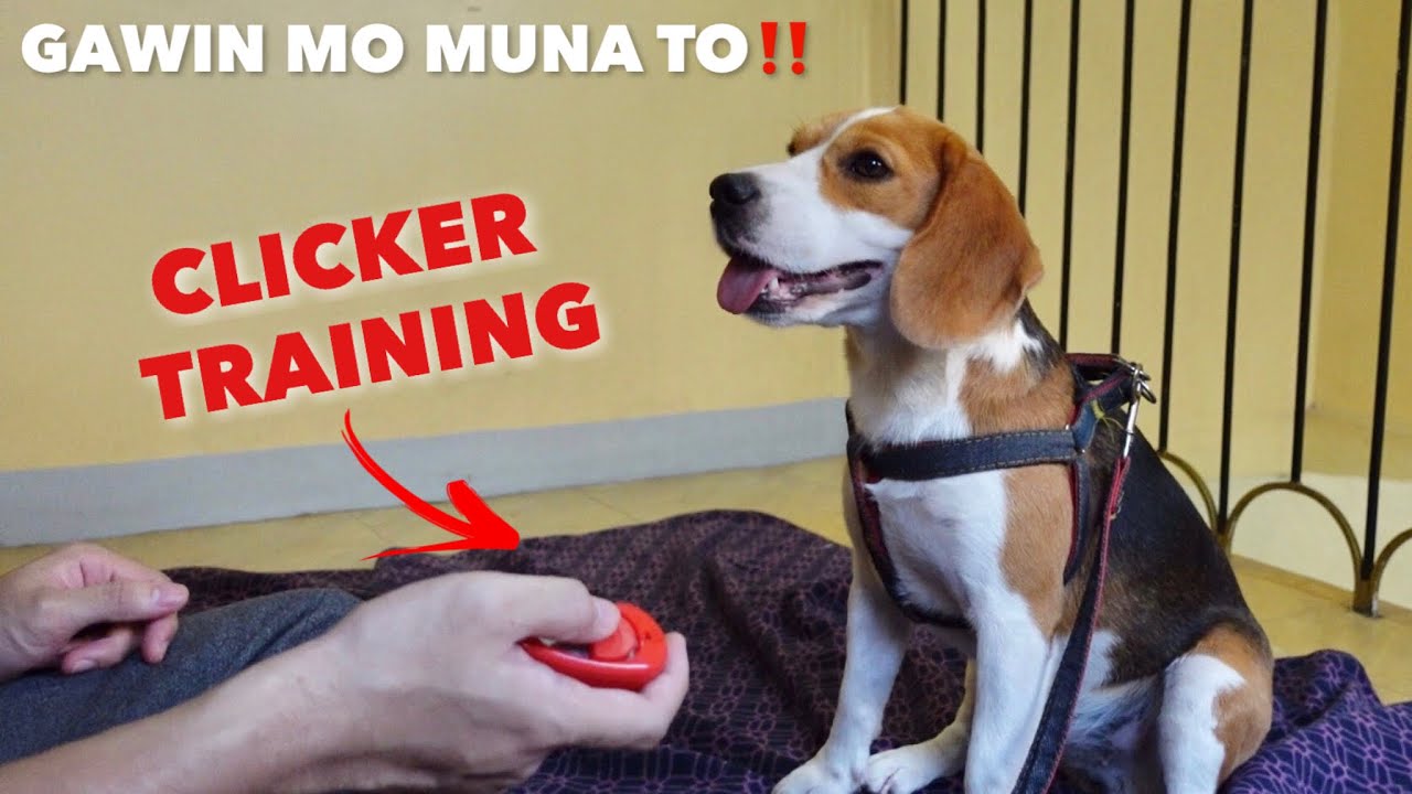 PAANO MAGTURO NG ASO / TUTA + Clicker Training (PART 1) - YouTube