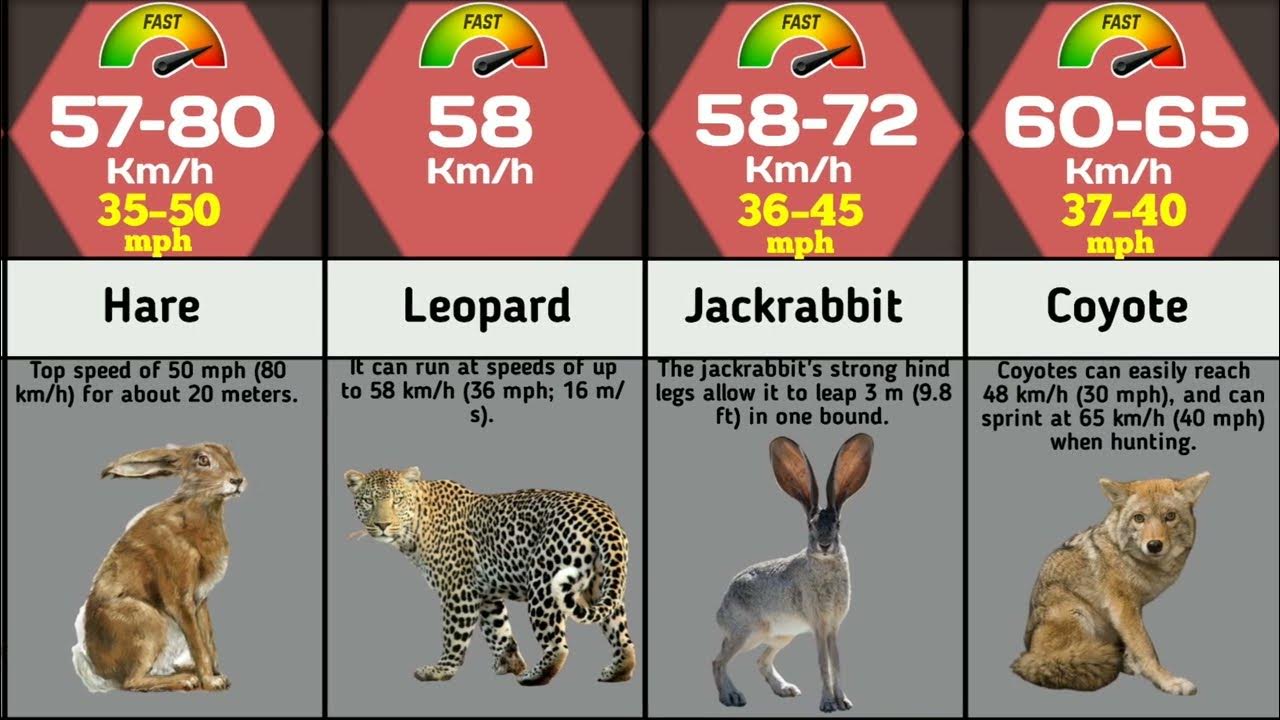 Spead Animal Comparison | Fastest Animal - YouTube