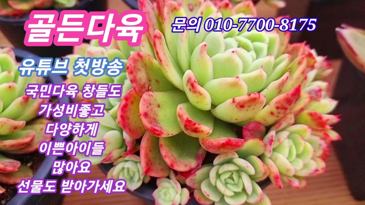 골든다육첫방문국민다육 창다육큼직하고~~착한가격에 만나보세요 5만원이상 무료배송 선물로 라즈베리 증정 ♡벤바디스군생