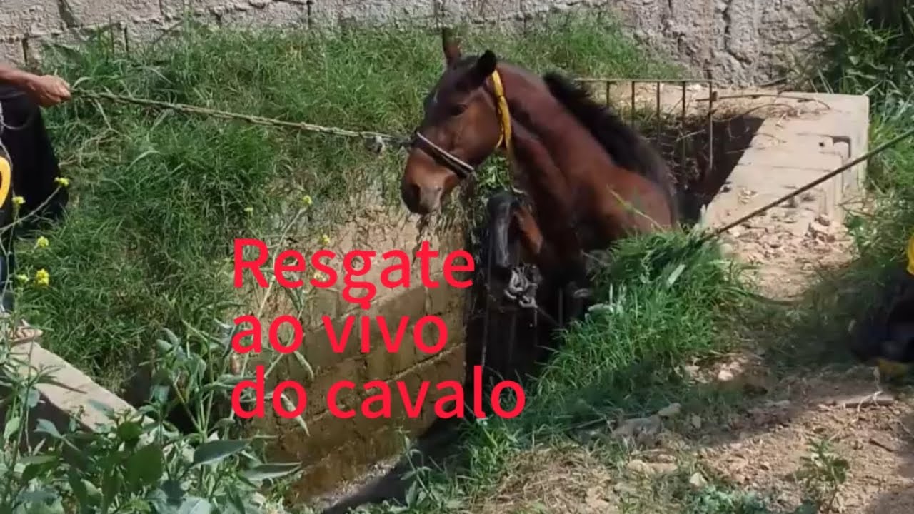 Resgate do cavalo ao vivo! - YouTube