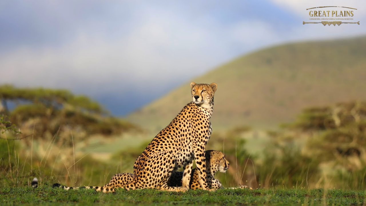 Wildlife Wednesday November | Great Plains Conservation - YouTube