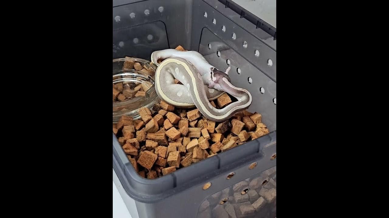 Ball Python *Live Feeding* Purple Passion 01 June 2023 - YouTube