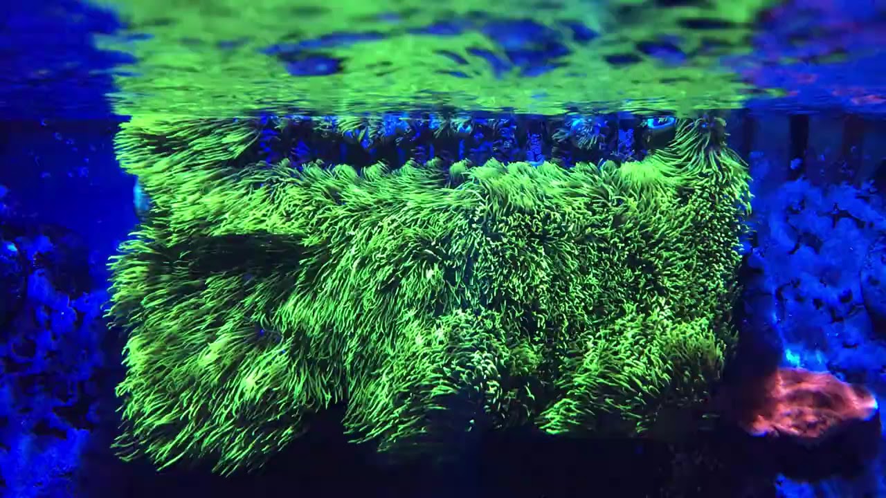 Green Star Polyp Growth - YouTube