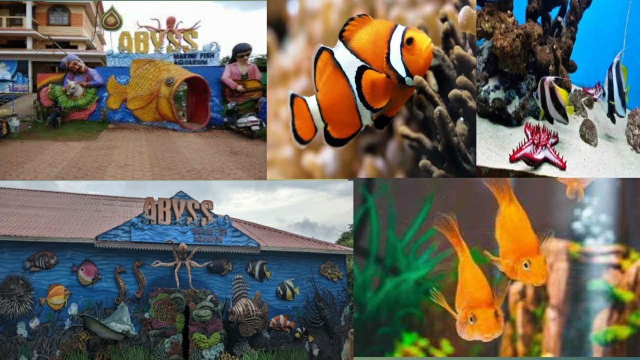 Abyss Marine fish aquarium Goa! Fish Aquarium! Fish museum - YouTube