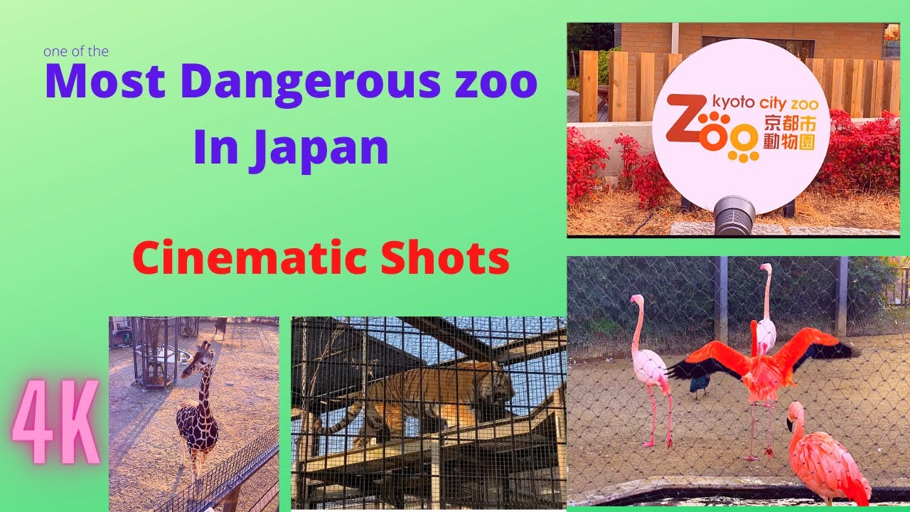 Visiting Zoo in Kyoto Japan /Kyoto City Zoo (Teaser) 4K - YouTube