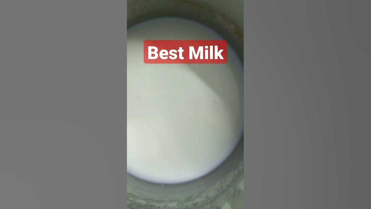 Healthy Drink Milk Best Food Universal Top Food No Life Without Milk healthy-drink-milk-best-food-universal-top-food-no-life-without-milk