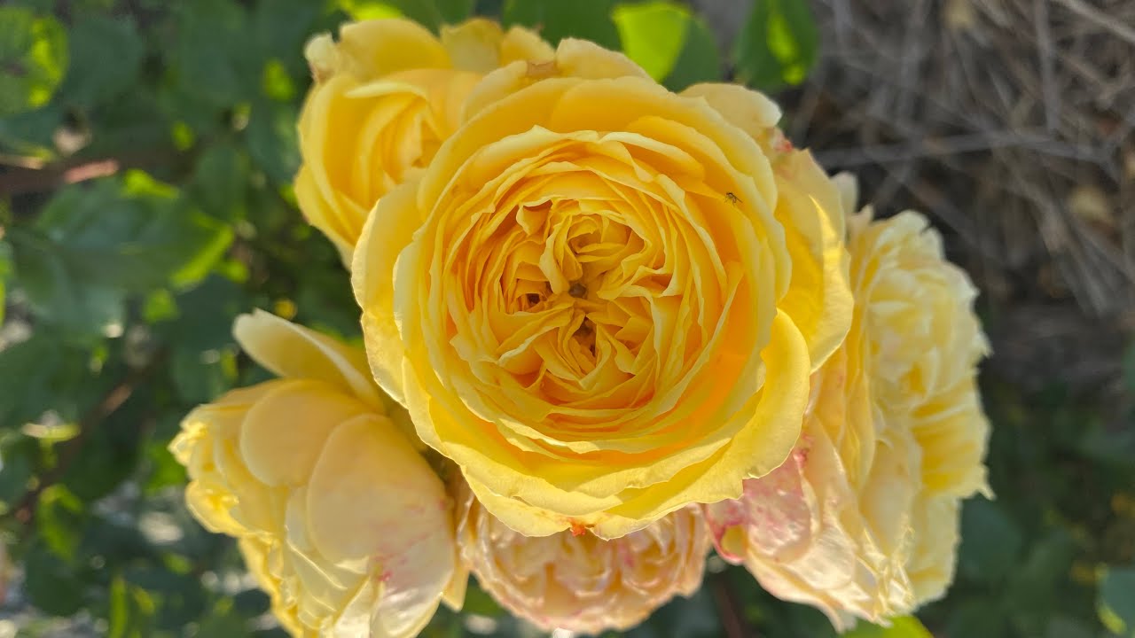 Catalina - nice yellow florists rose pretty popular in Ukraine. How it ...