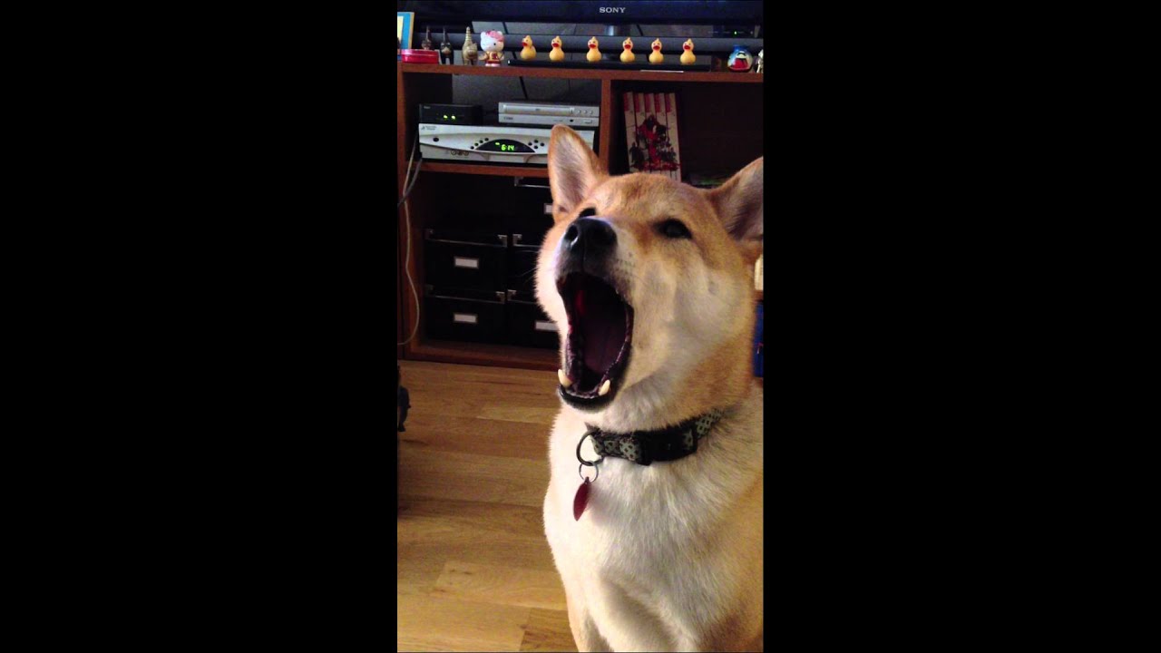 Singing Shiba Inu - YouTube