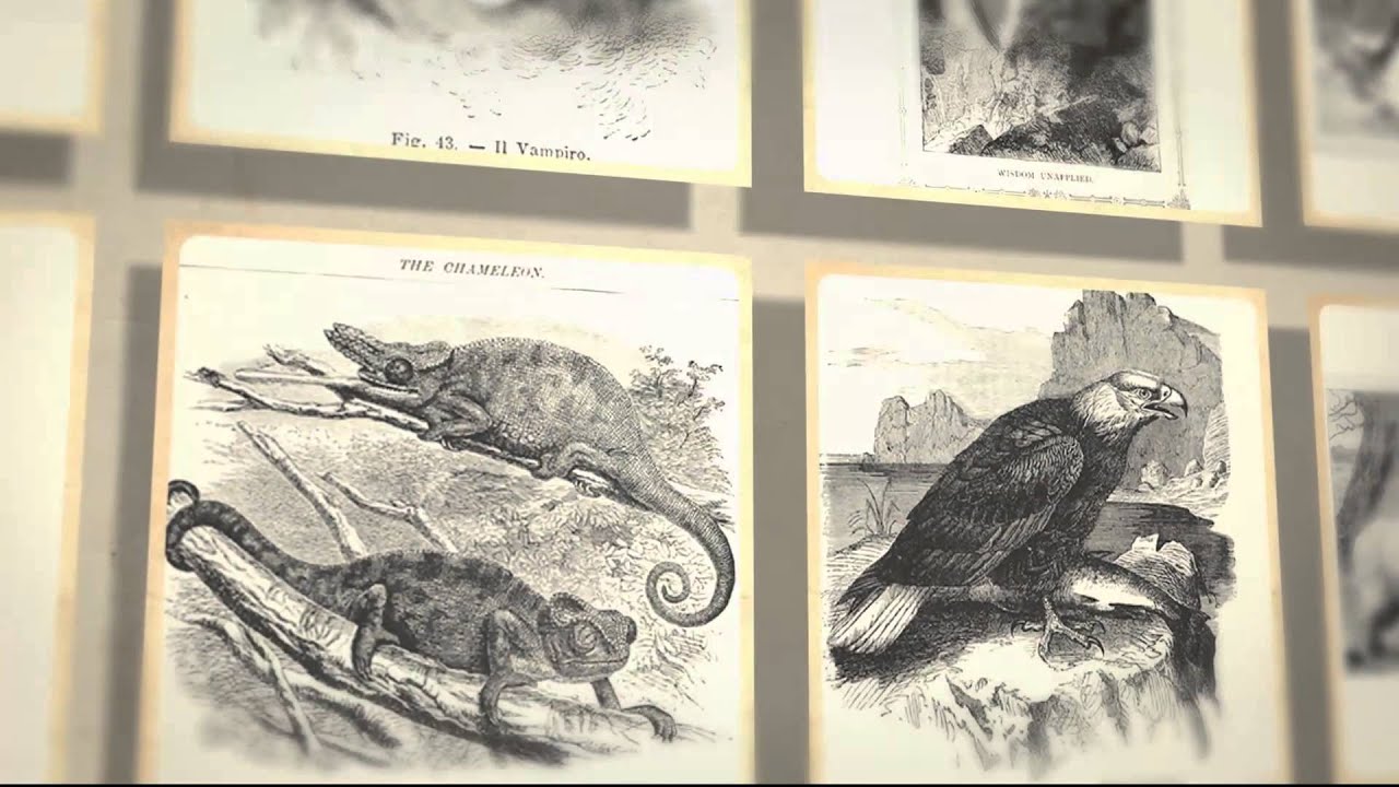 Vintage Animal Sketches - Royalty Free Images from the Victorian Era of ...