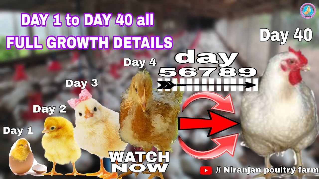 1 day to day 40 all days full video || broiler farm || poultry farm ...