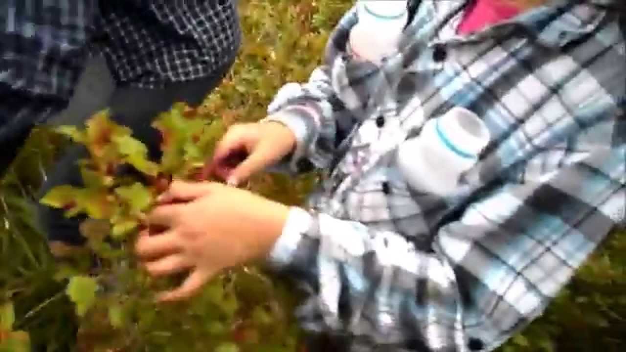 Huckleberry picking - YouTube