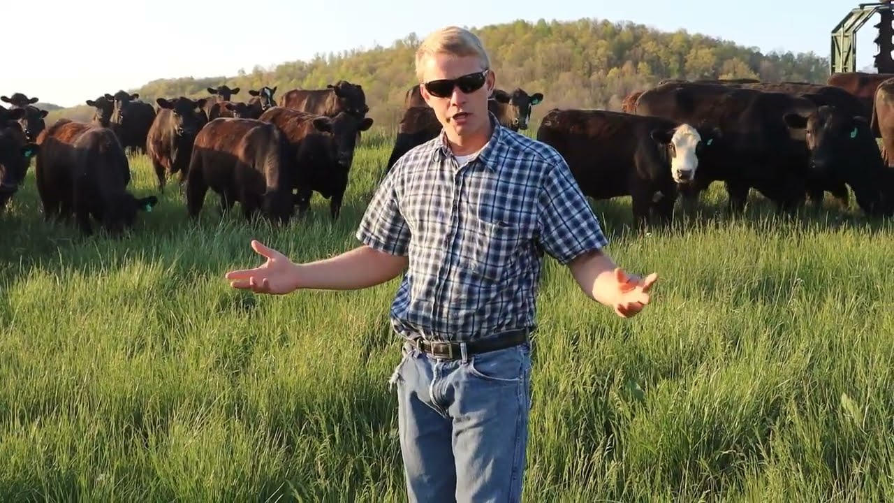 Grass Fed Beef Feeding on Compost Enriched Soil - YouTube