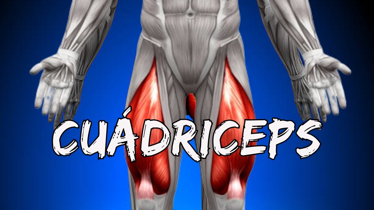 9# Cuádriceps - Anatomía funcional para el gimnasio (Origen, Inserción y Función) - YouTube