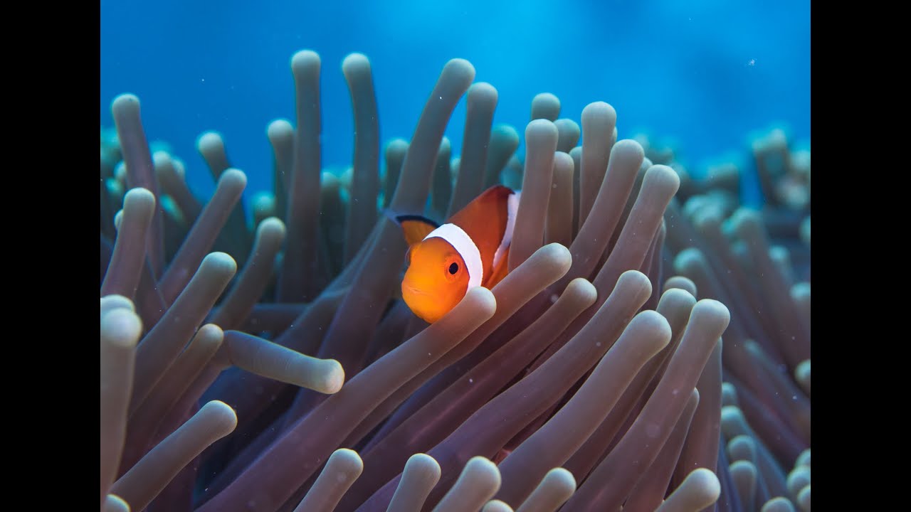 Borneo Scuba Diving Trip. Mataking Island - YouTube