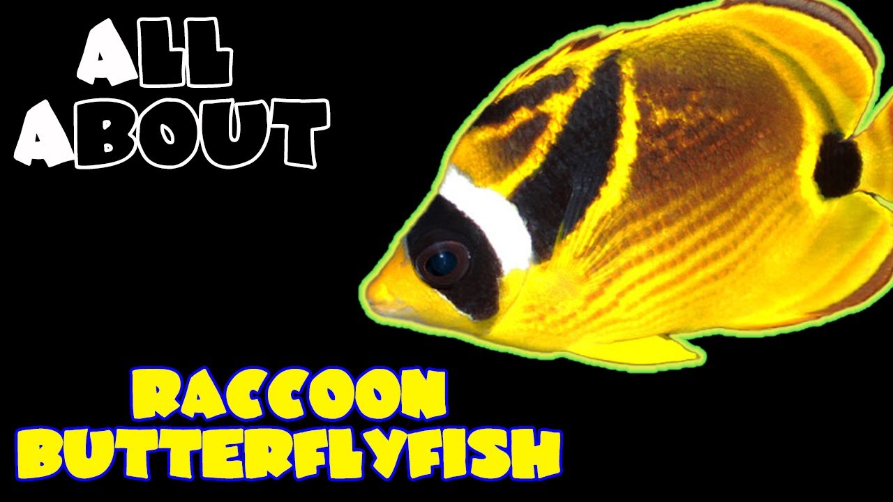 All About The Raccoon Butterflyfish - YouTube