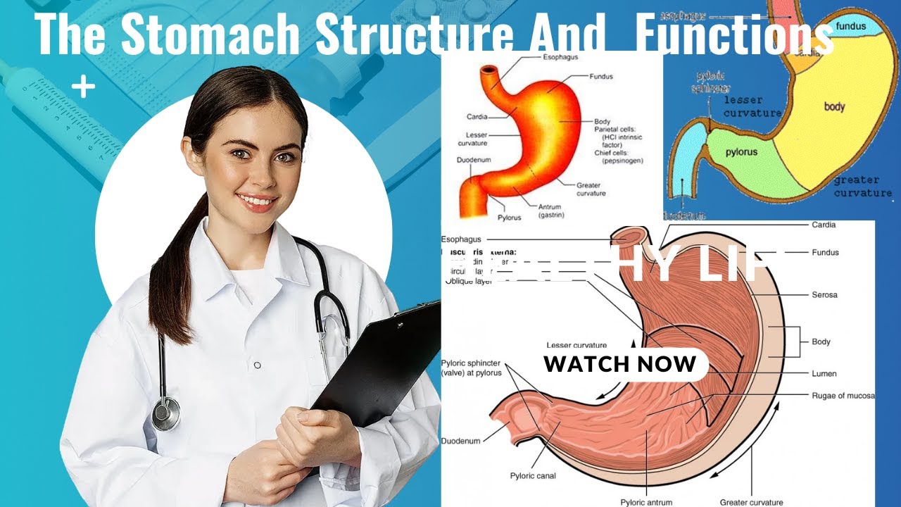 The Stomach Structure, Functions and Tips for a Healthy Digestive ...