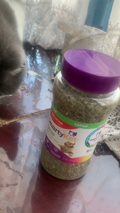 Adopted cat tries catnip for the first time - YouTube