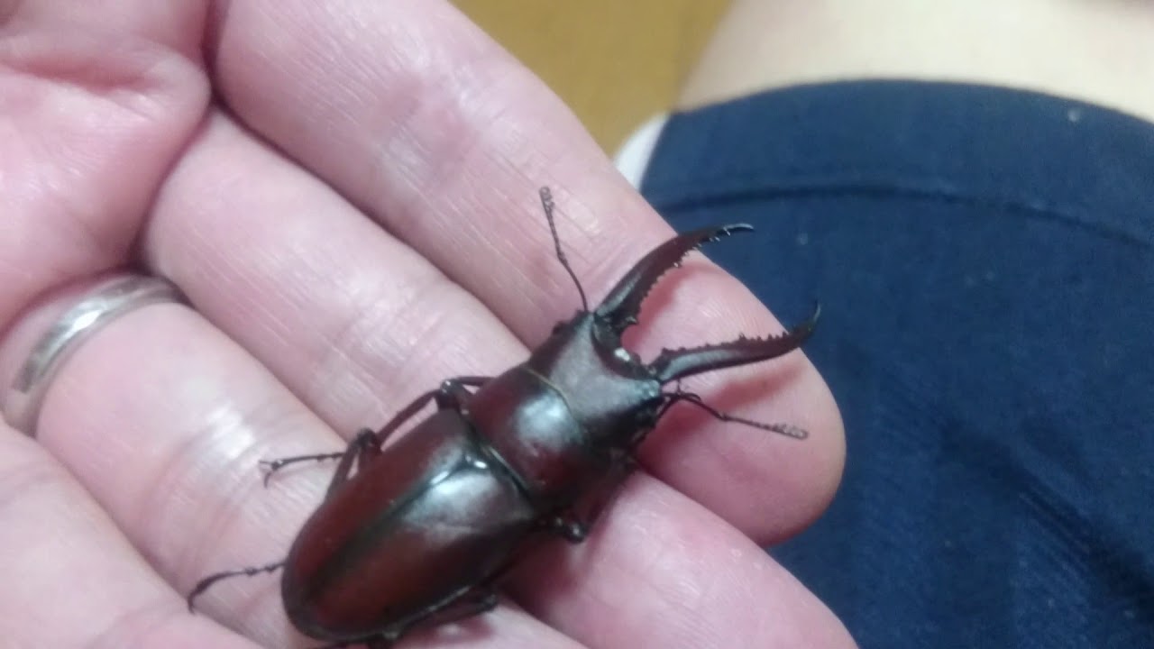 赤いﾉｺｷﾞﾘｸﾜｶﾀ 美しいです！ - YouTube