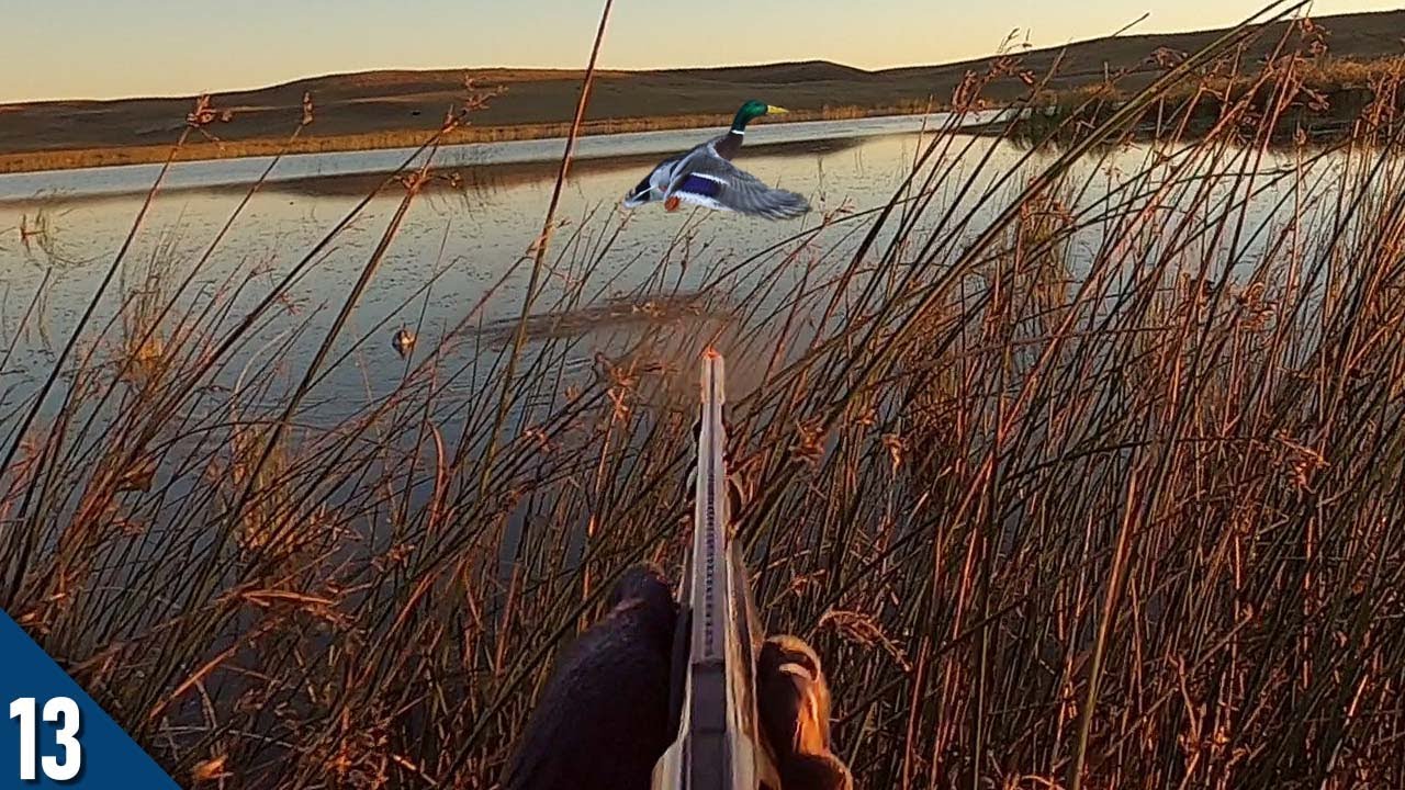 OPENING DAY Solo Duck Hunt (Limited Out) | 28 Gauge Duck Hunting - YouTube