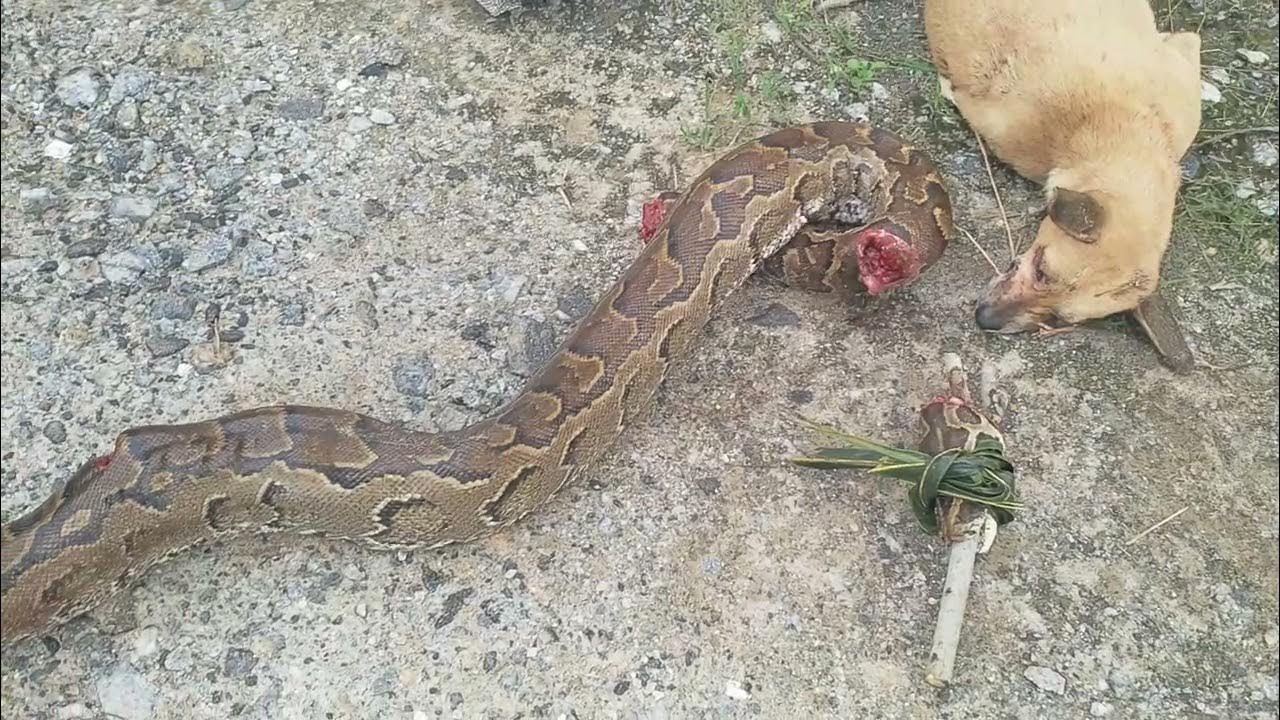 Secret Adventure, How A Python Targeted It's Prey. Be Careful If You ...