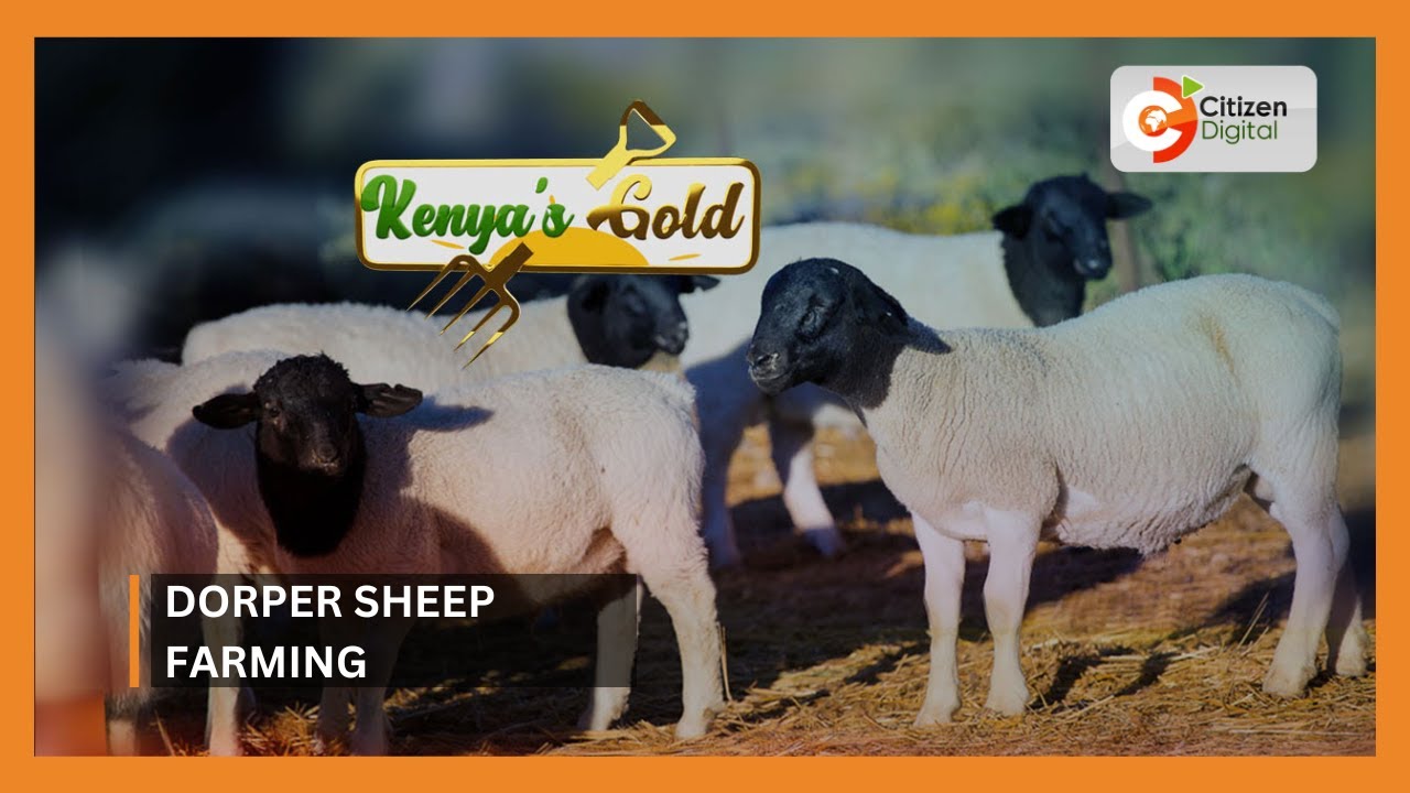 | Kenya's Gold | Dorper Sheep Farming - YouTube