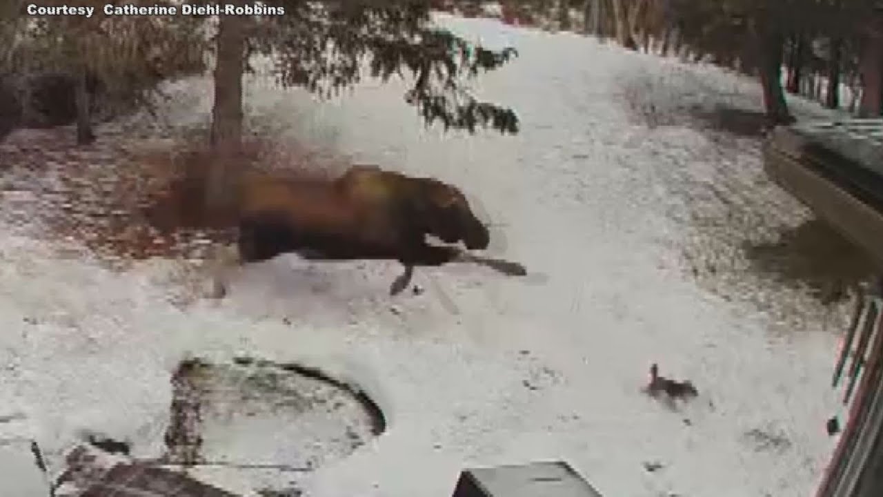 Allgood News 12-15-23 Woman uses ‘mom’ voice & a stern “NO” to stop ...