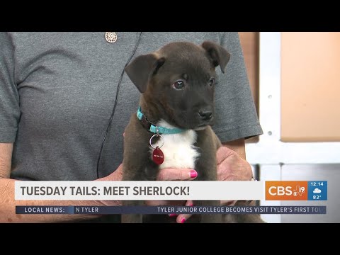TUESDAY TAILS: Meet Sherlock from the SPCA of East Texas - YouTube