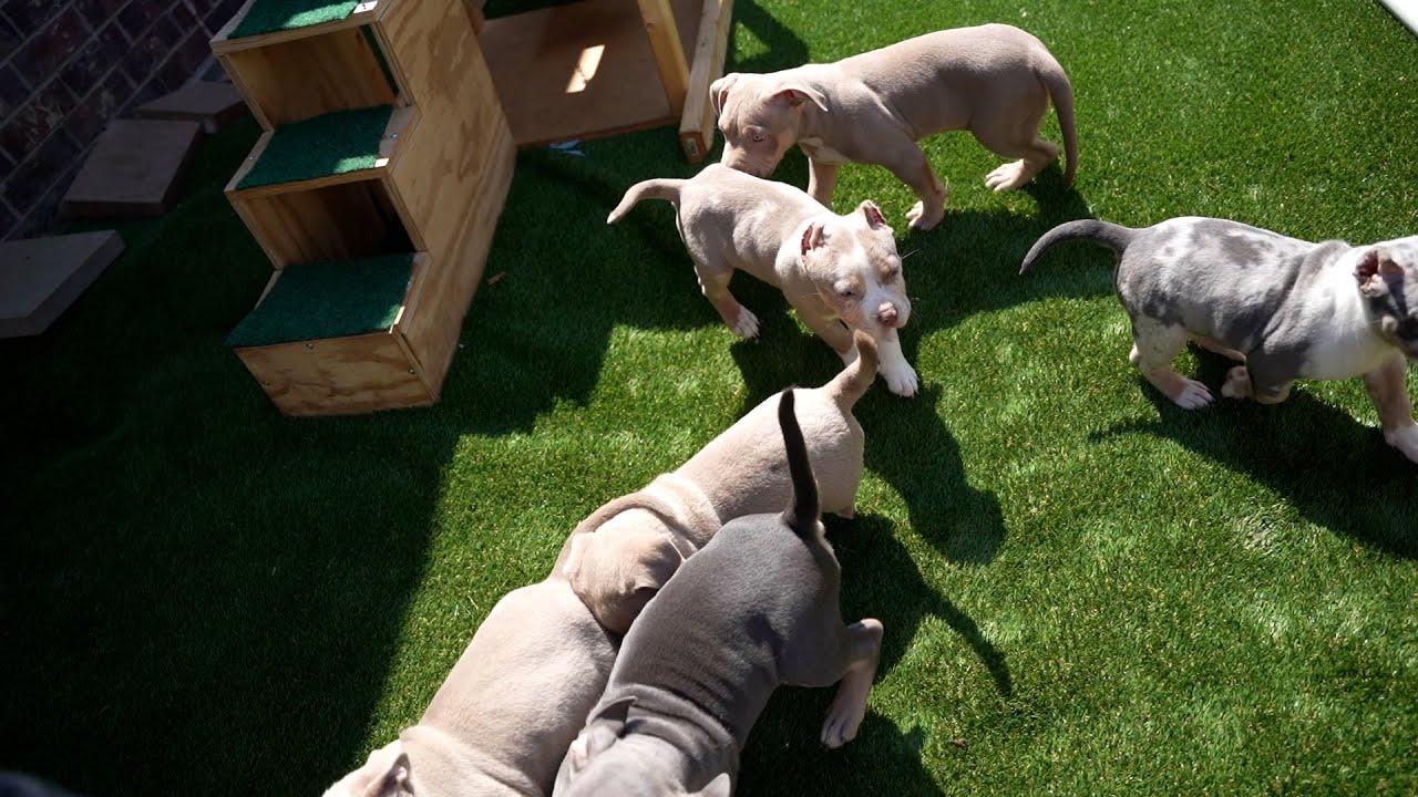 HOW TO START BREEDING DOGS??? DO THIS FIRST!!!! - YouTube