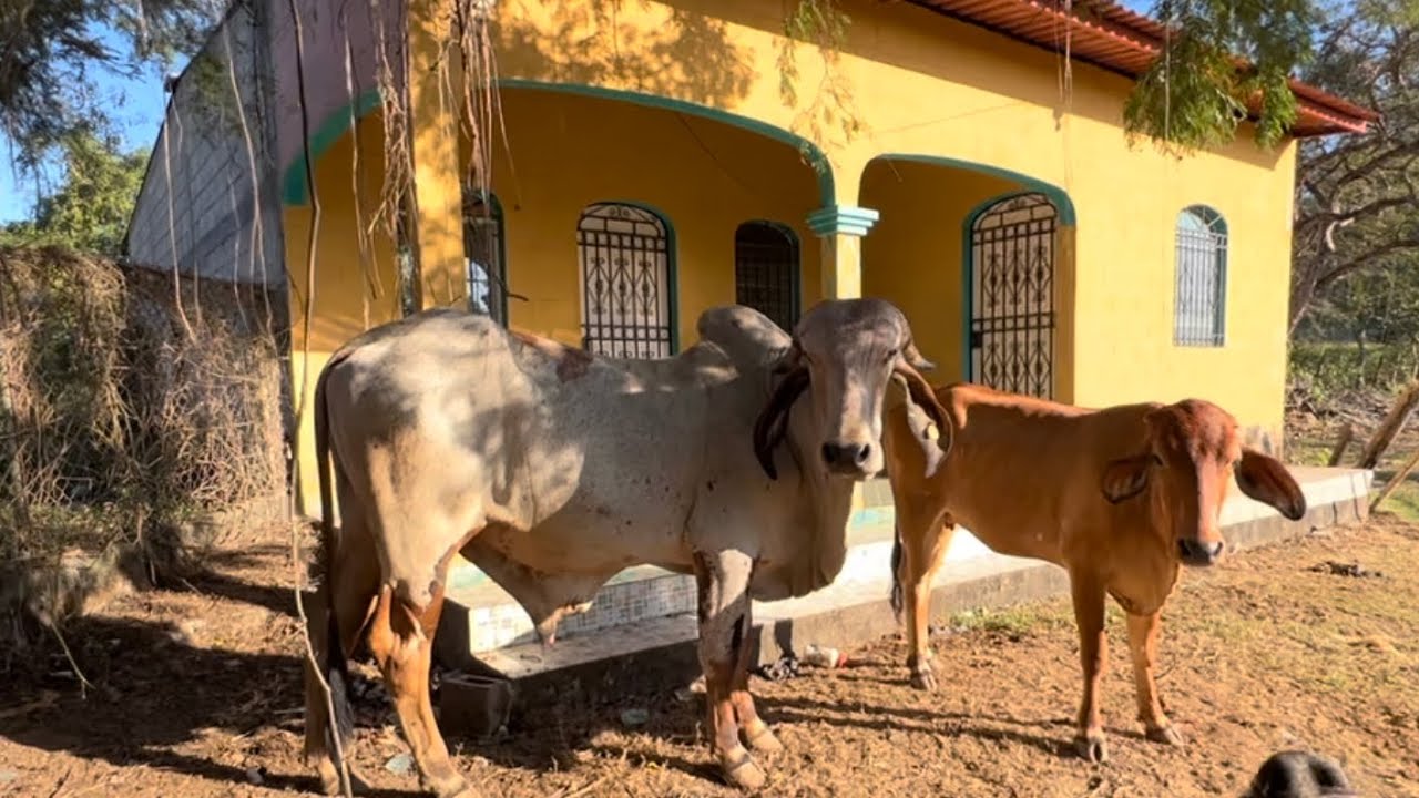 Toro , Gyr de un suscriptor,,, entregando unas vacas - YouTube