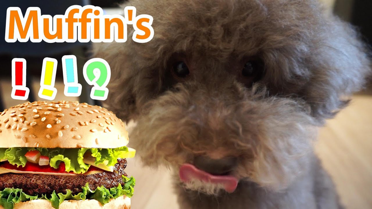 MUFFIN首次吃漢堡包？有膠味！Funny Muffin dog #1 - YouTube