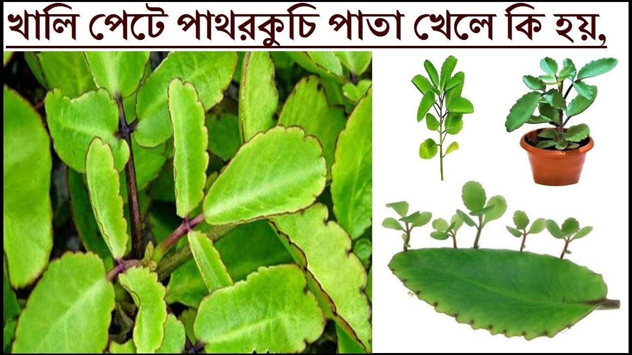 pattharkuchi pata khele ki hoy,খালি পেটে পাথরকুচি পাতা খেলে কি হয় ...