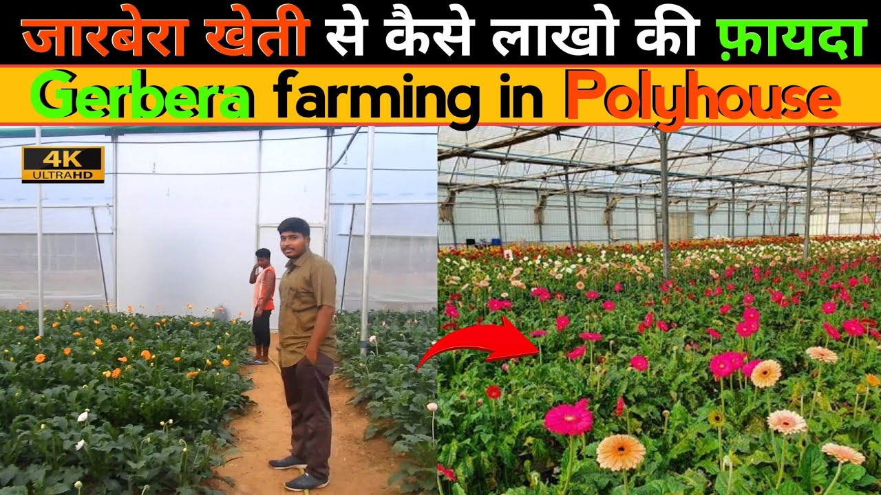 Gerbera Farming in the Polyhouse | पलीहाउस में जारबेरा खेती से कैसे ...
