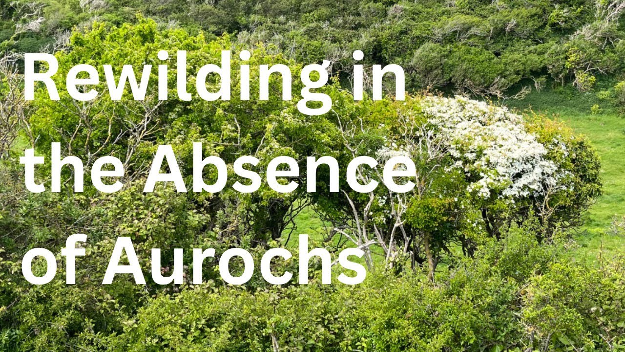 How do we address the lack of wild Aurochs in European rewilding ...