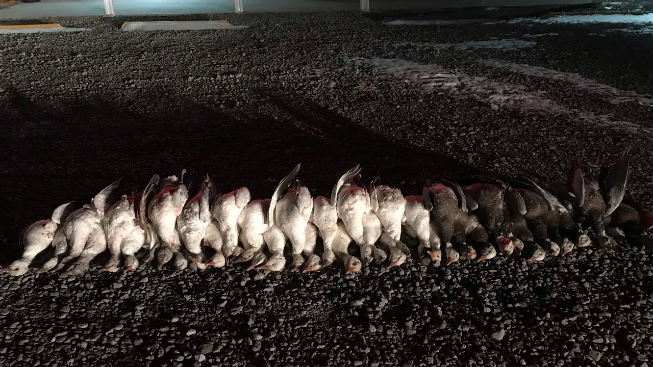 Snow Goose Jump Shoot Day 2 Part 2 - YouTube
