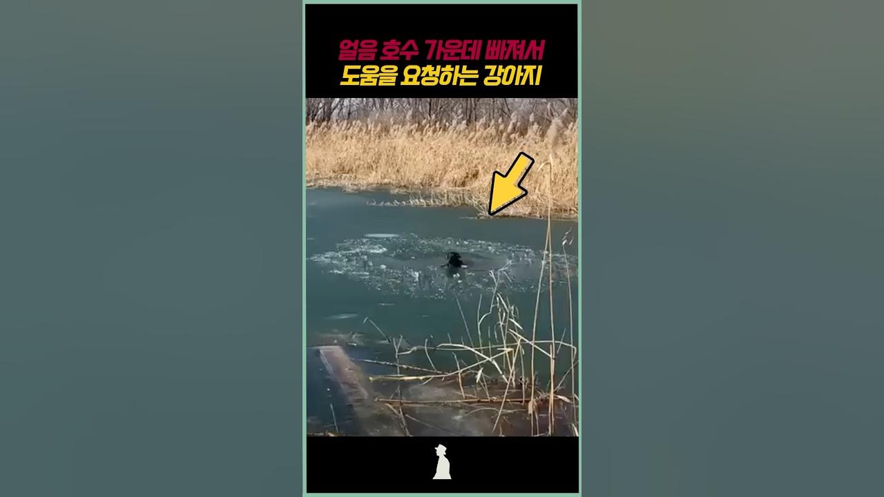얼음 호수 가운데 빠져서 도움을 요청하는 강아지 Youtube