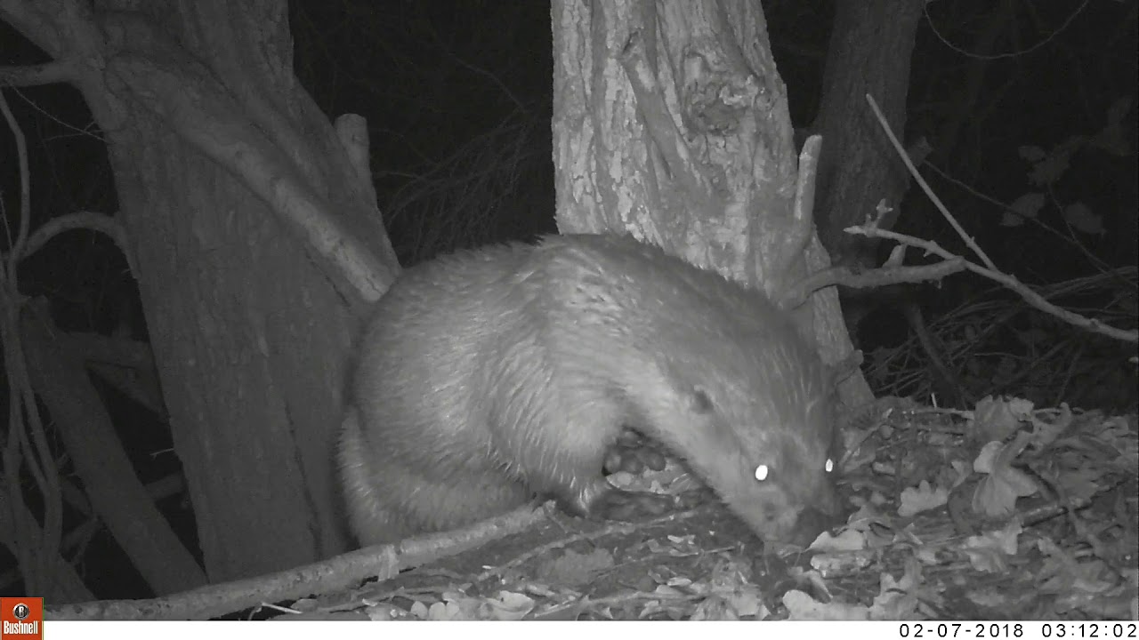 TREE CLIMBING MINK AND CAMERA FIDDLING OTTER 07022018 - YouTube